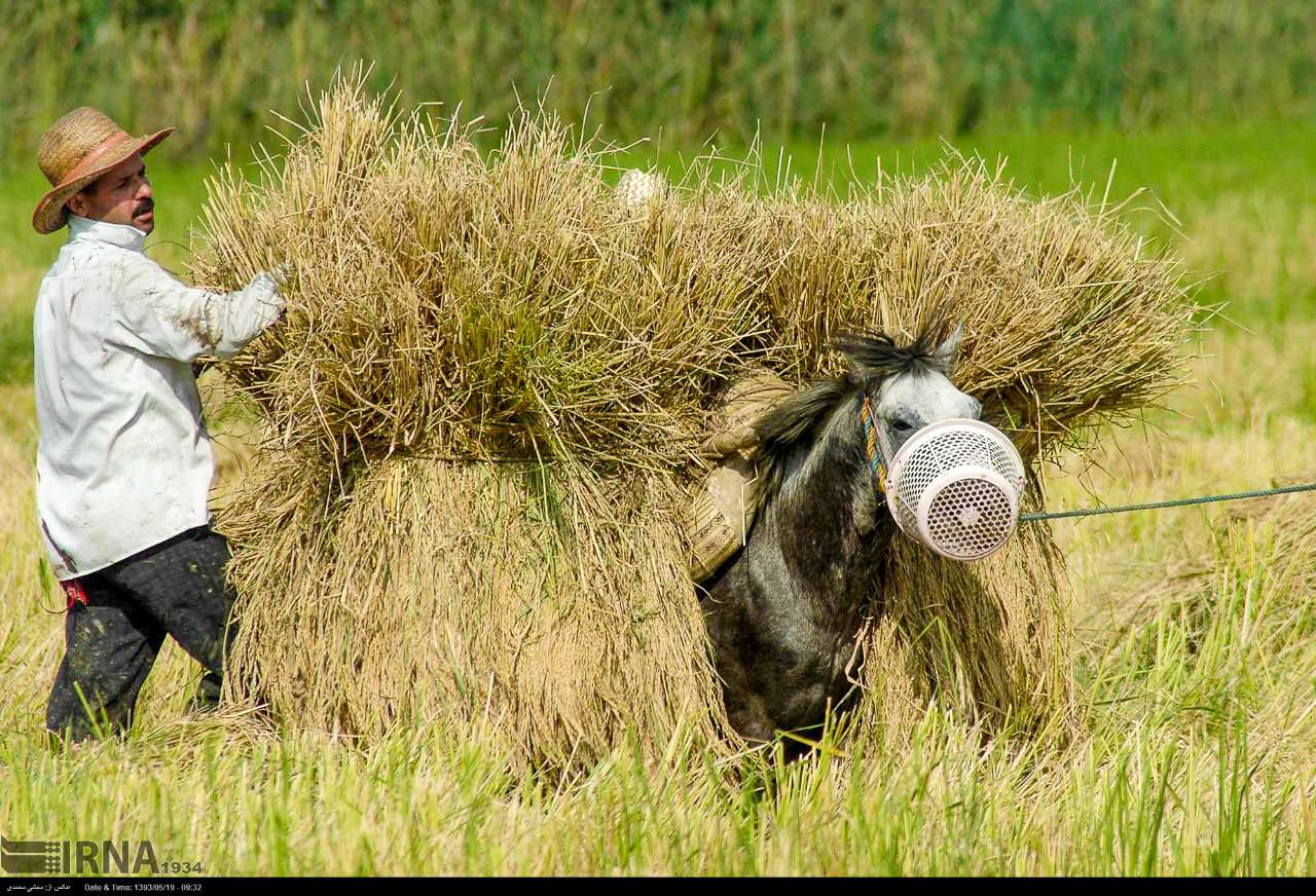 Iran’s Gilan Province: Rice harvest 2014 | The other Iran