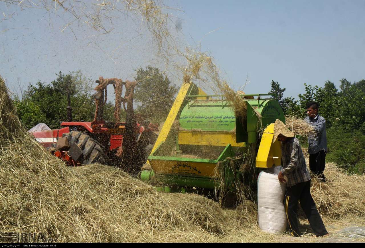 Iran’s Gilan Province: Rice harvest 2014 | The other Iran