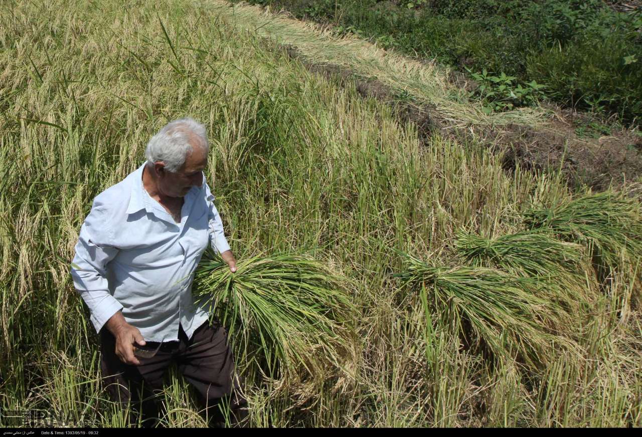 Iran’s Gilan Province: Rice harvest 2014 | The other Iran