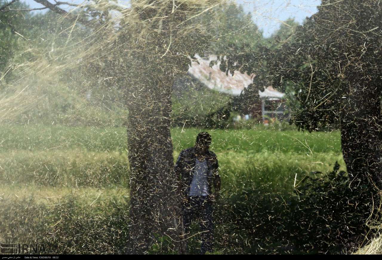 Iran’s Gilan Province: Rice harvest 2014 | The other Iran